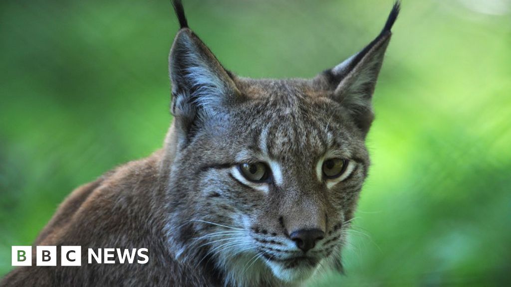 Kielder and Borders 'preferred site' for lynx reintroduction - BBC News
