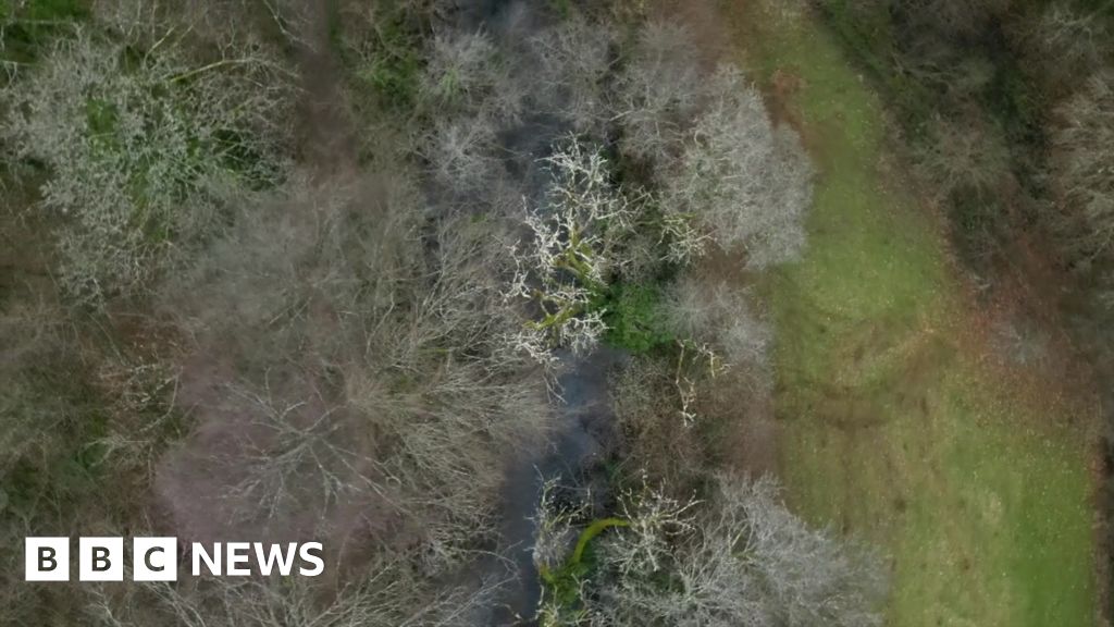 Devon Wildlife Trust wants to double size of county's rainforests - BBC ...