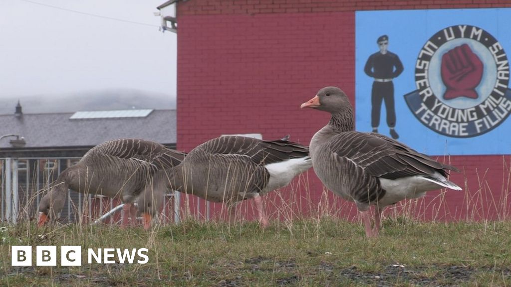 Belfast's Shankill geese thrive in housing estate - BBC News