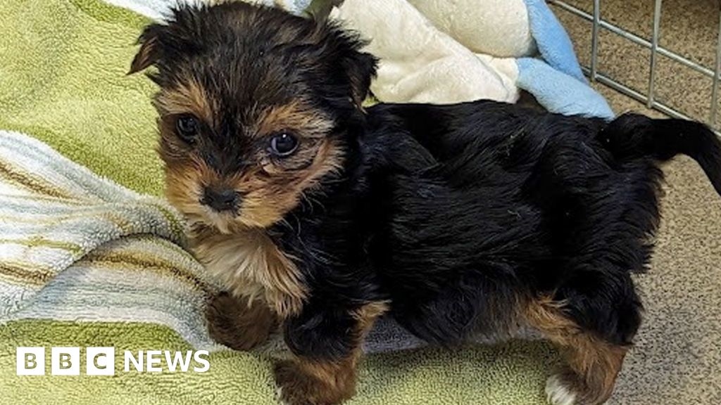 More than 30 dogs rescued in Kent after owner's death