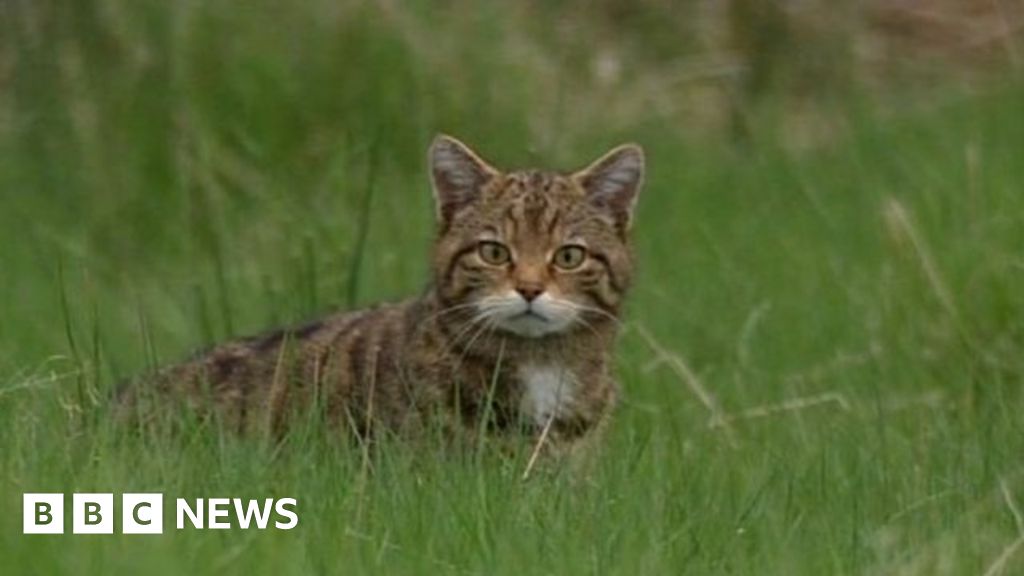 Six areas identified for Scottish Wildcat conservation - BBC News