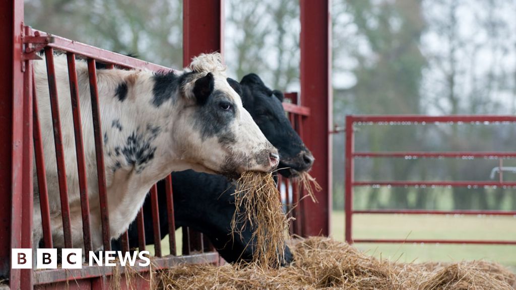 Cleared farmer devastated by TB case - BBC News