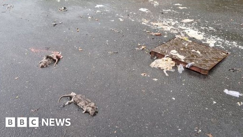 Wallsend downpour floods dead rats, faeces and nappies from drains ...
