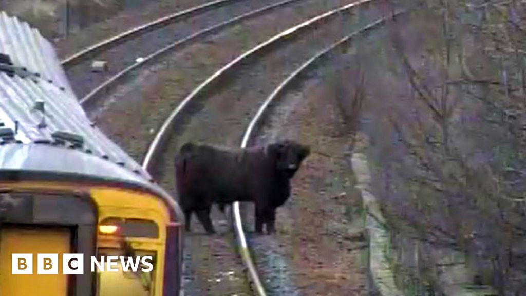 Highland cow holds up rush-hour trains - BBC News