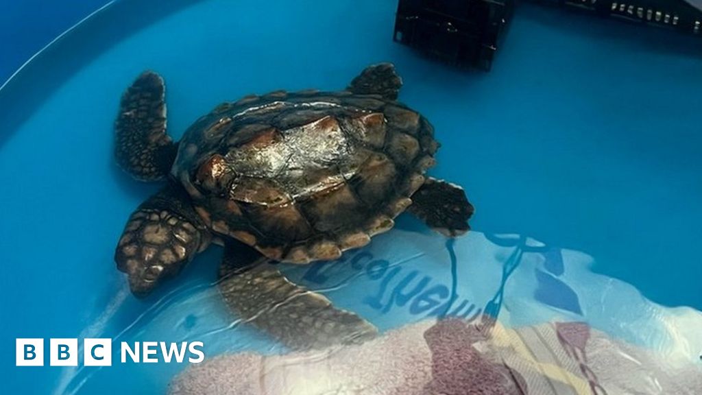 Anglesey: Tiny turtle saved by dogs recovering well at zoo