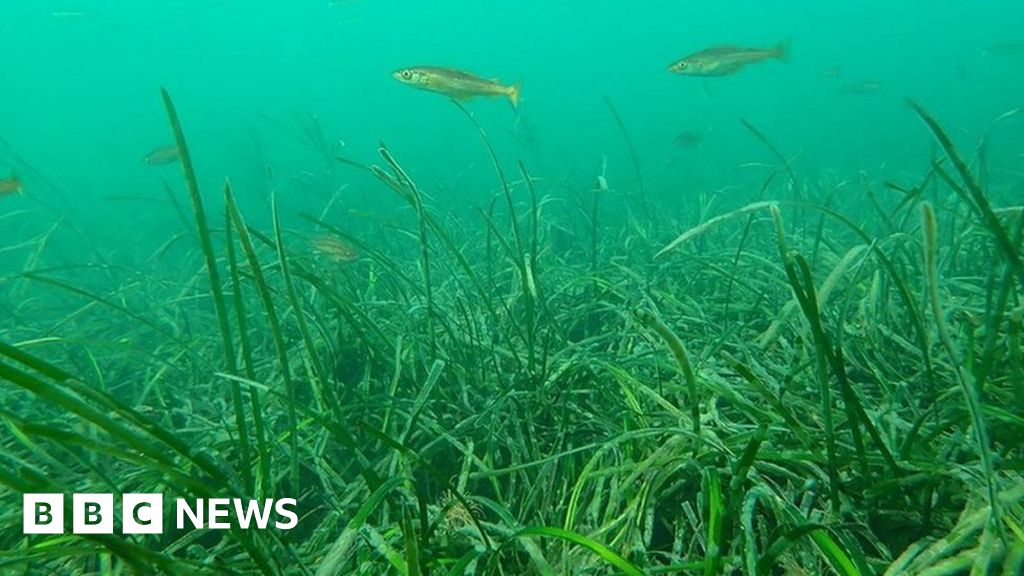 Seabed mapping project helping to protect seagrass in Channel Islands