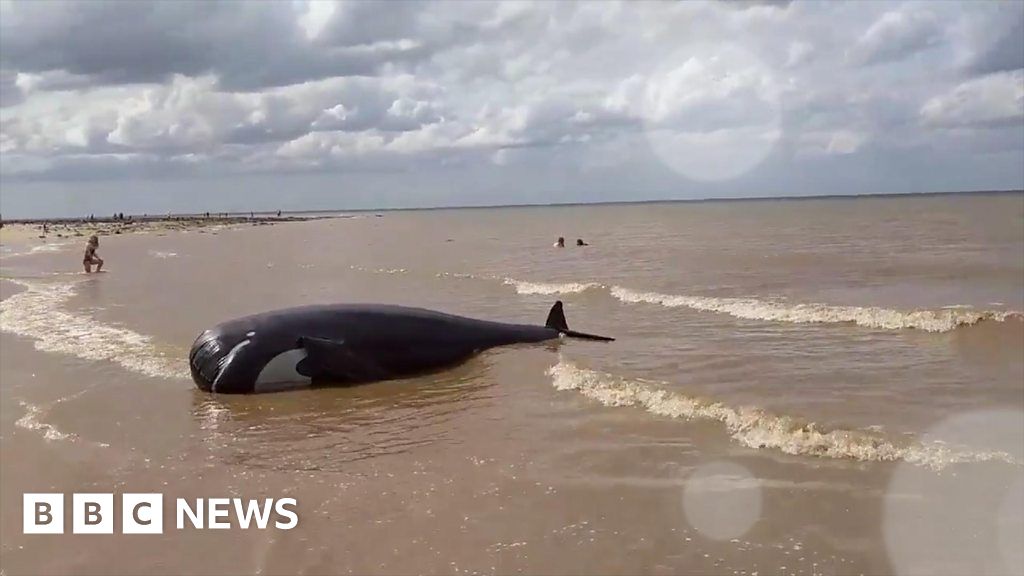 Inflatable whales used to train marine rescue volunteers