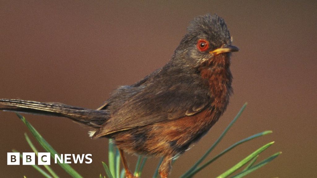 New Forest: Threat to ground-nesting birds from visitor influx
