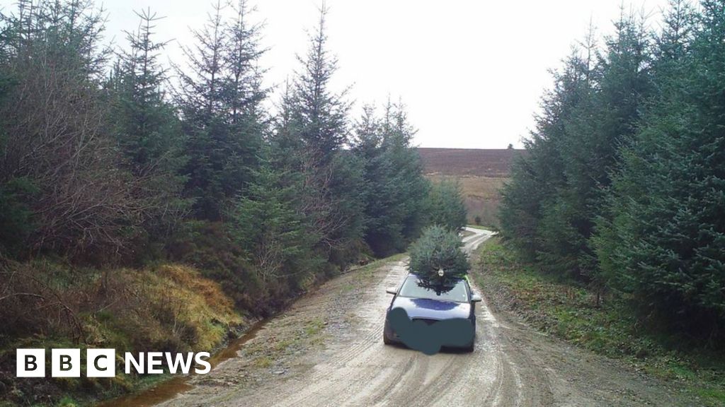Clocaenog Forest Christmas tree thief pays compensation - BBC News