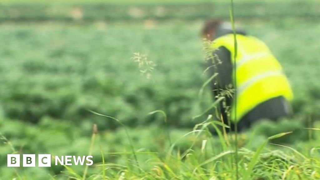 National Farmers Union issues warning over 'rotting crops' - BBC News