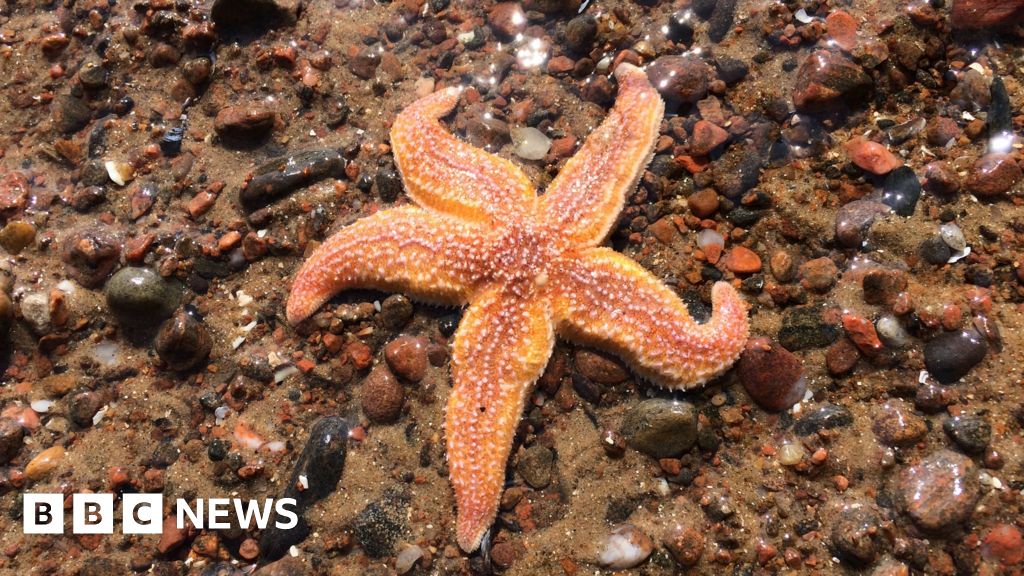Star whoa: Stunning starfish on Scottish beach - BBC News