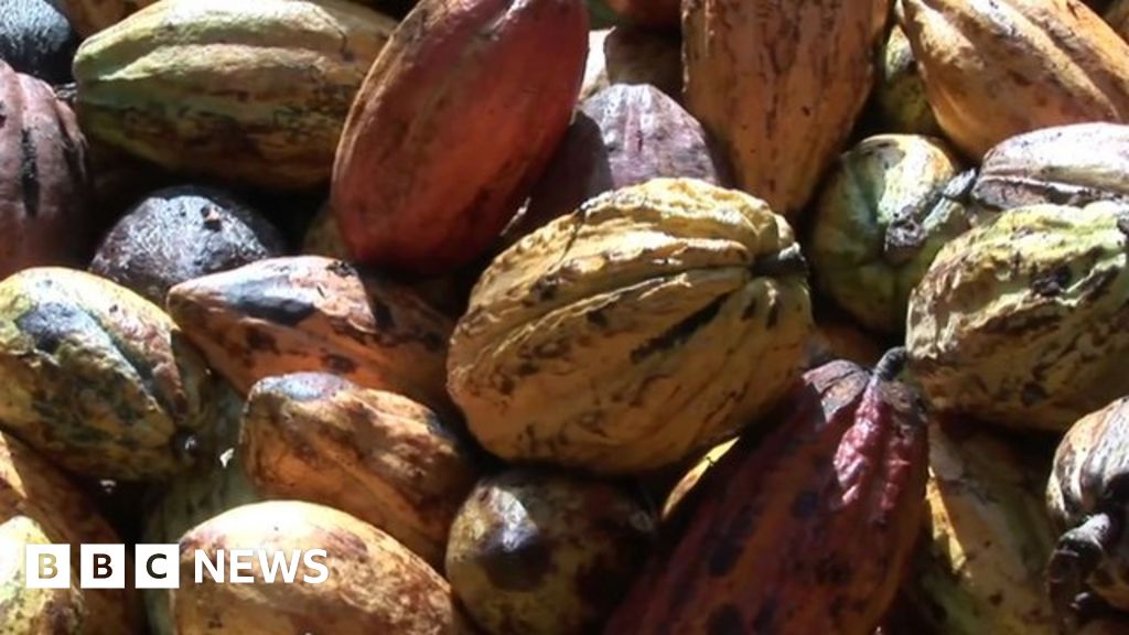 Climate change a concern for W African cocoa producers - BBC News