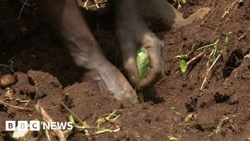 Kenyan loan rates linked to soil quality - BBC News