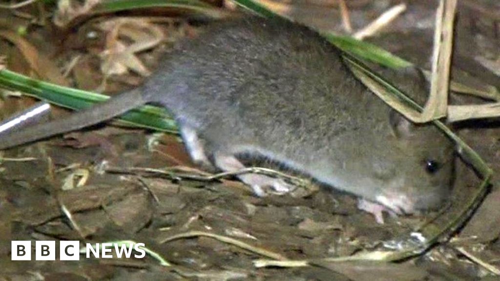 New York steps up its war on rats after increase in numbers - BBC News