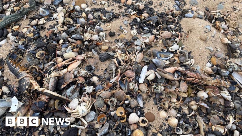 Shellfish deaths: Campaigners call for River Tees dredging halt - BBC News