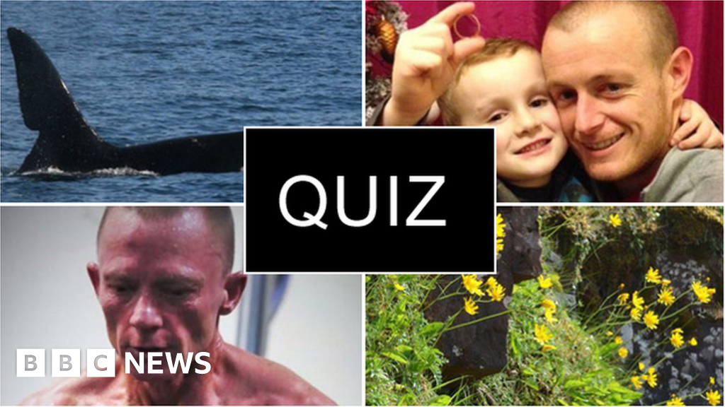 Quirky news quiz of the year 2015 - BBC News