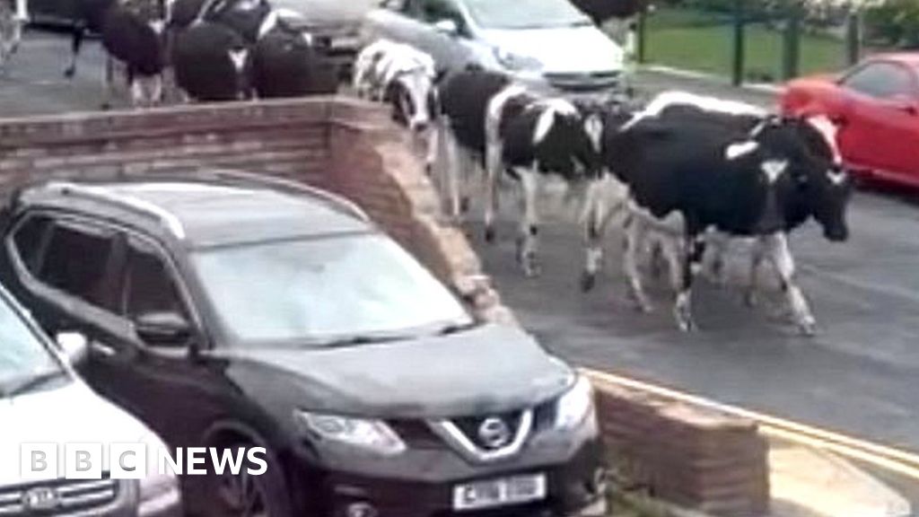 Shock for Wrexham village as large cow herd damage cars - BBC News
