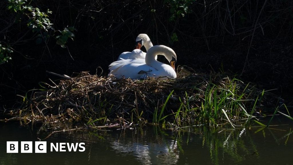 Countryfile swan shot dead as she lay on eggs on Chesterfield Canal ...