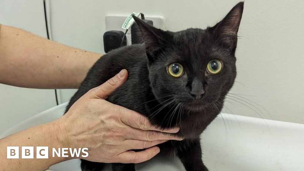 RSPCA launches appeal after 'friendly' kittens found in bag - BBC News