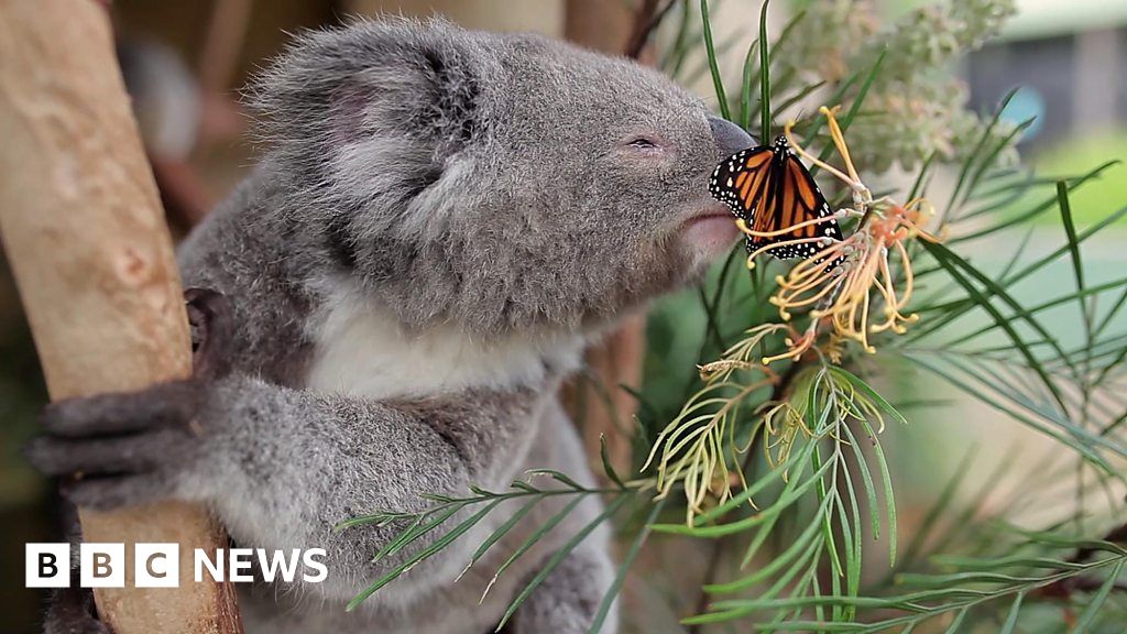 Butterfly photobombs koala film shoot at Australian zoo - BBC News