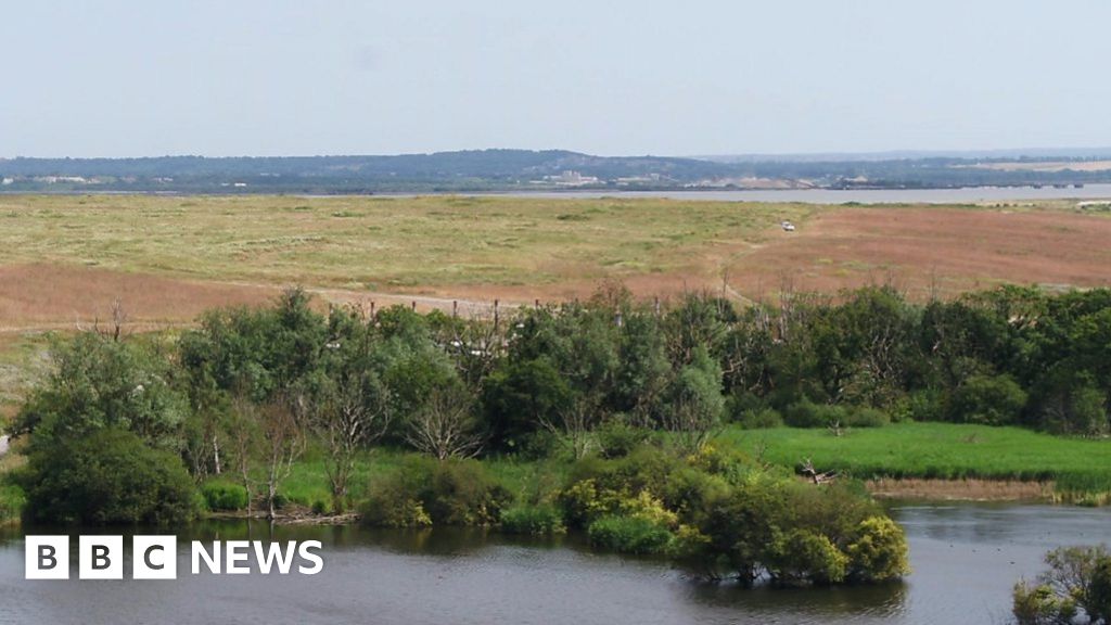 Mucking Marshes: From landfill to wildlife haven - BBC News