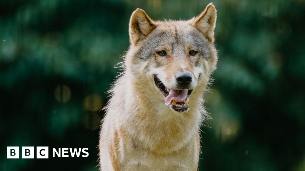 Longleat hopes for 'wolf dynasty' as male arrives - BBC News