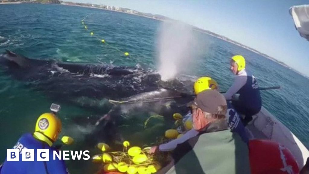 Humpback whale caught in shark nets - BBC News