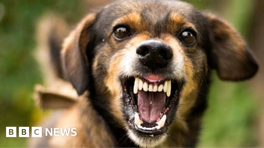 Dog attacks on postmen 'highest in Northern Ireland' - BBC News