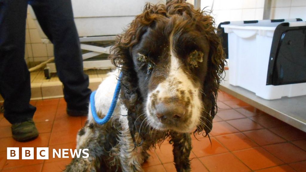 RSPCA issues warning over animal neglect during winter - BBC News