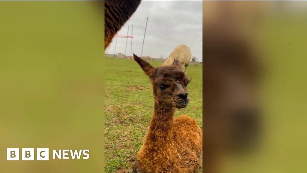 Valentine the alpaca born at Rand Farm Park near Lincoln