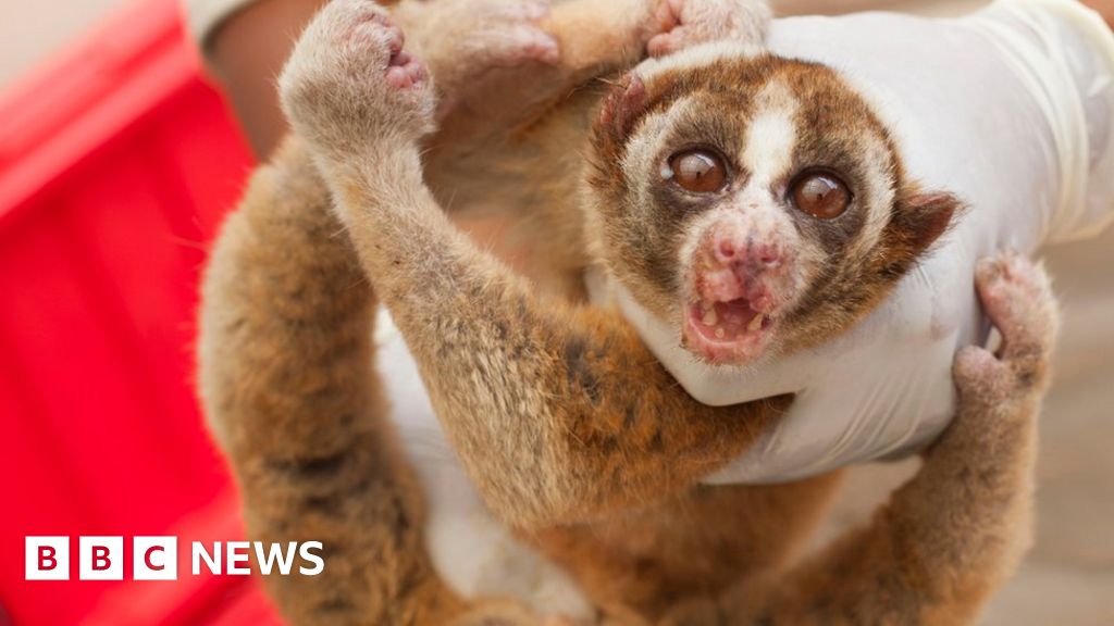 Indonesian lorises 'saved from sale on Facebook' - BBC News