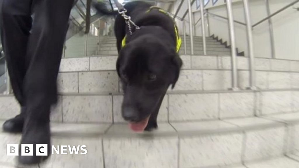 Luton Airport police dog Blake is put through his training - BBC News
