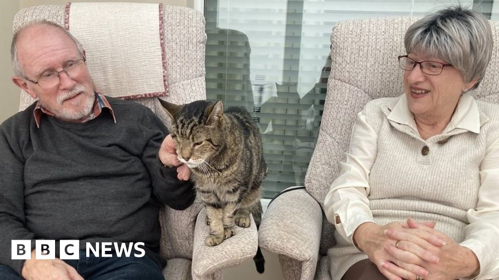 Devon couple find missing cat after seeing him on TV - BBC News