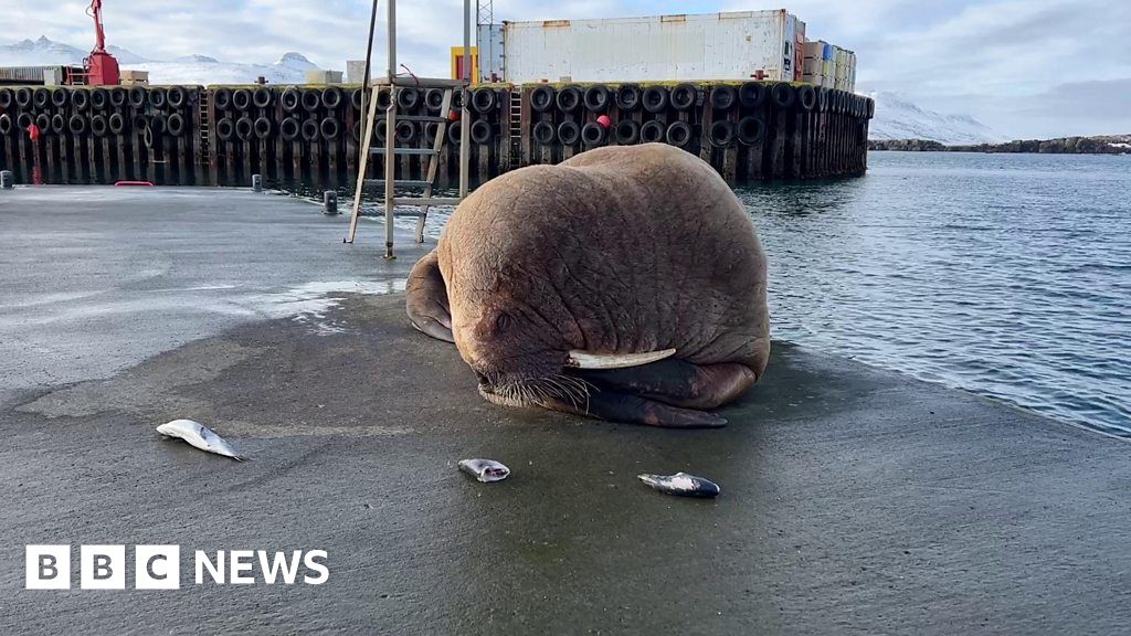 Thor the walrus: Filmed on pontoon in Iceland - BBC News