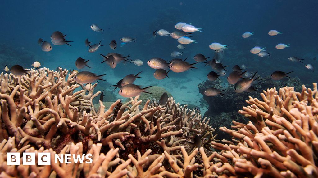Great Barrier Reef: Can tech help the coral survive?