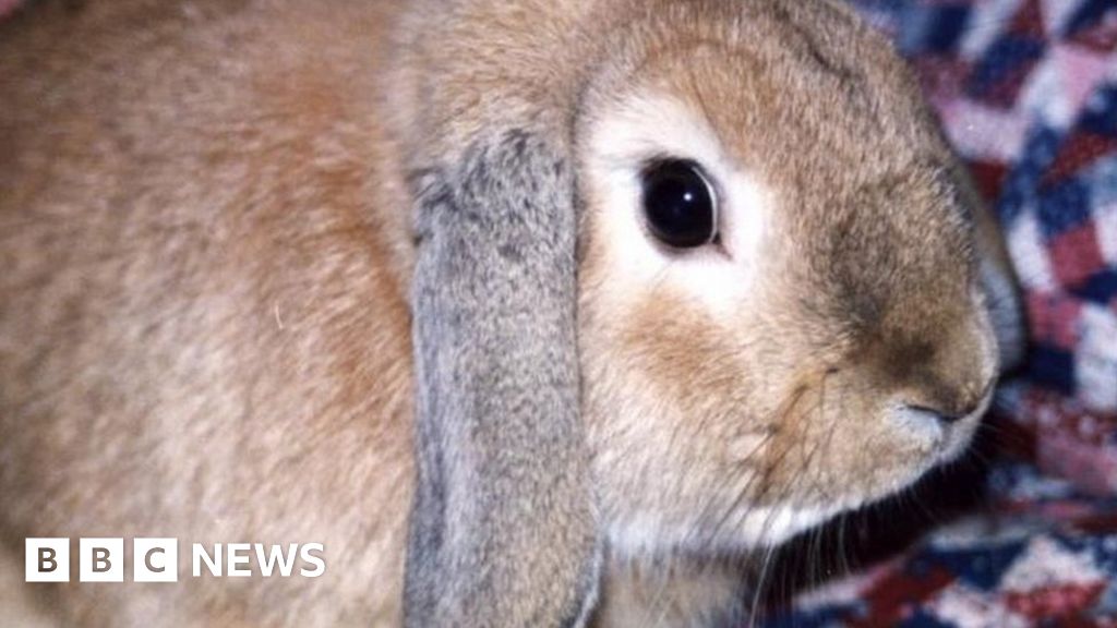 New Forest show scraps rabbit judging amid welfare concerns - BBC News