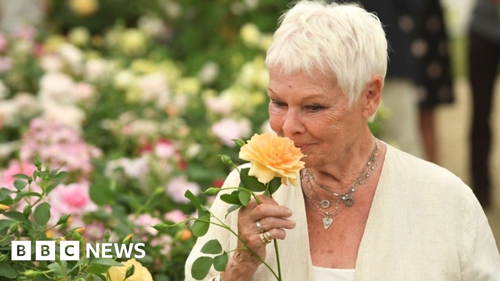 Dame Judi Dench has rose named after her - BBC News