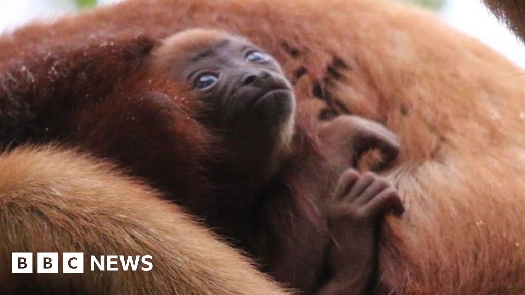 Yorkshire Wildlife Park: 'First' red howler monkey born in UK - BBC News
