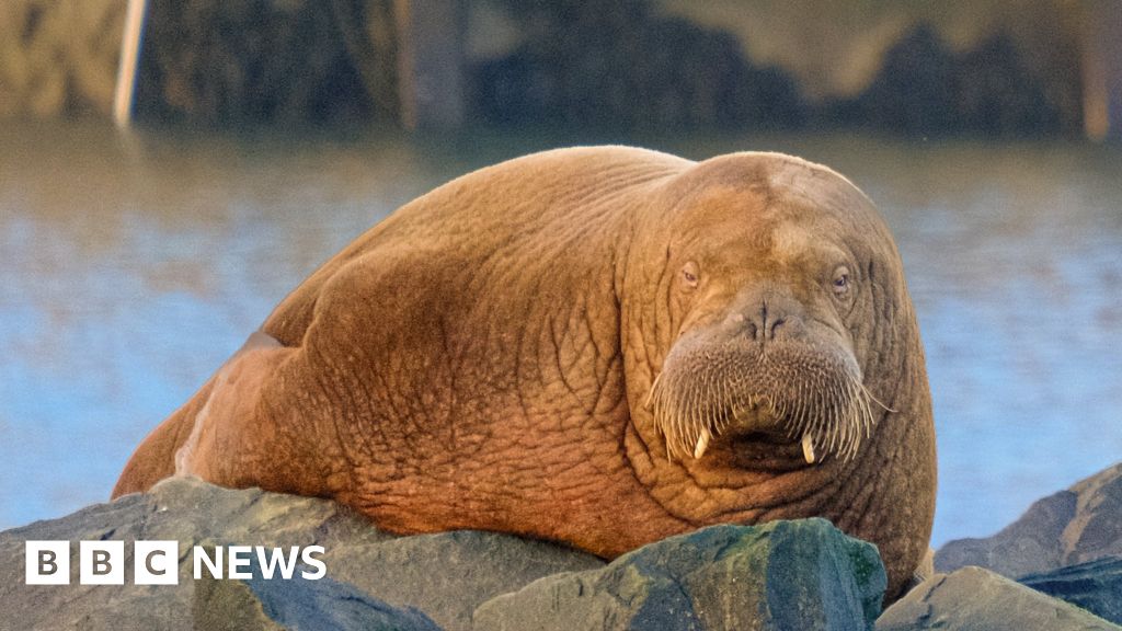 Seahouses walrus lured to Northumberland by food, say experts - BBC News