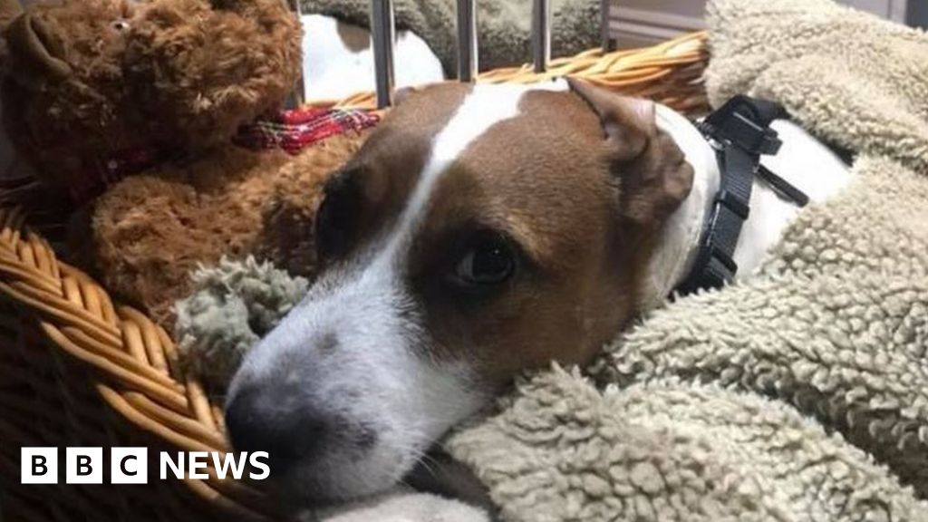 Pet Jack Russell thrown 'like rag doll' in gang attack - BBC News