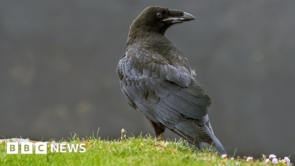 Green MSP Andy Wightman raises raven killing concerns