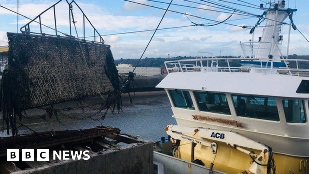 Menai Strait mussel farming could be lost, producers fear - BBC News