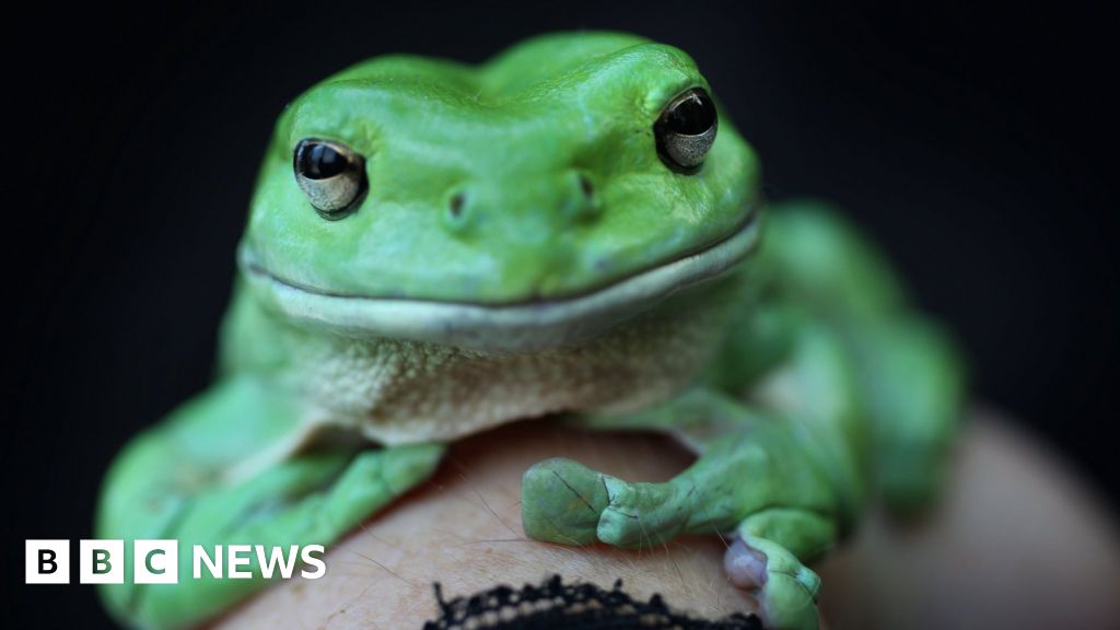 Australia's frog count: App calls on citizen scientists - BBC News