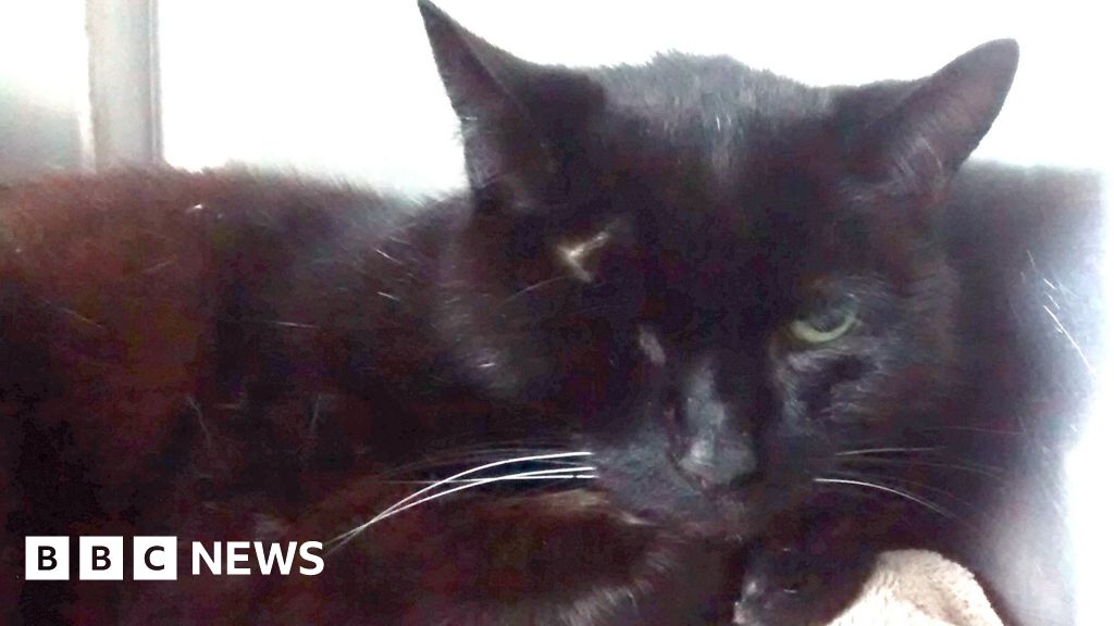 Injured Bromsgrove cat shot twice with air gun - BBC News