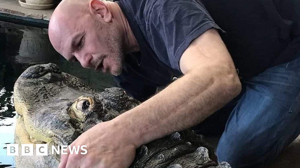 This New York resident wants his 750lb alligator back