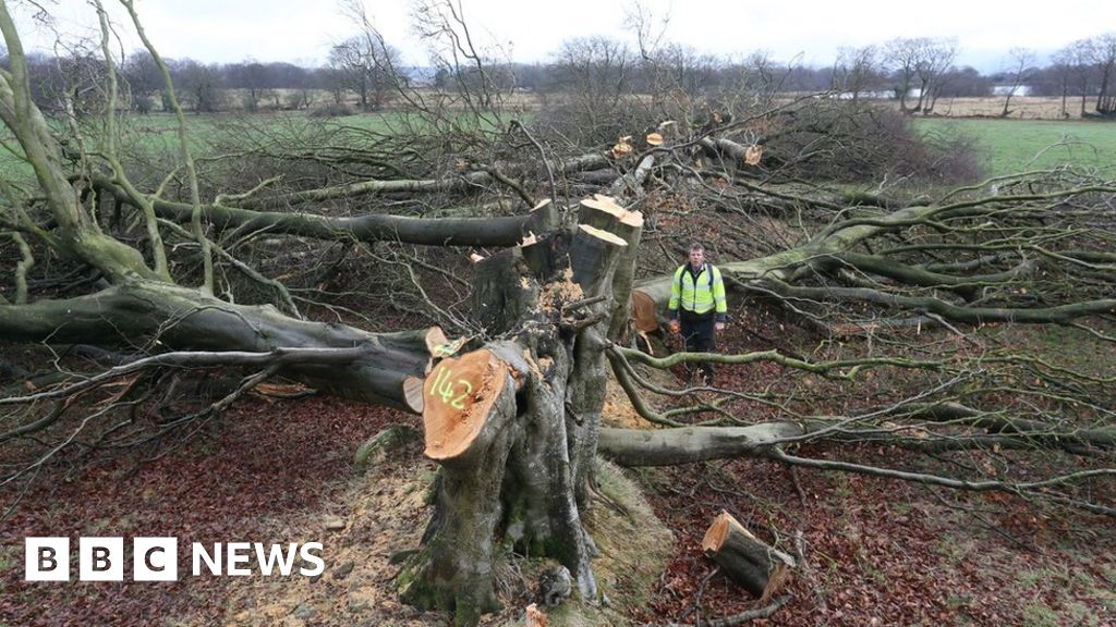 200 Year Old Trees Illegally Cut Down In Blackwood Bbc News