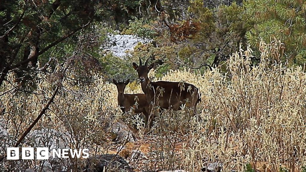 Threatened mountain goat gets help from the skies - BBC News