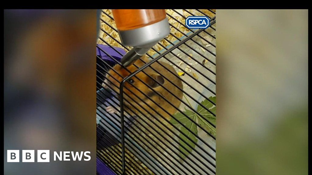 Hamster 'fed LSD-spiked Tizer and cannabis' in Heysham - BBC News