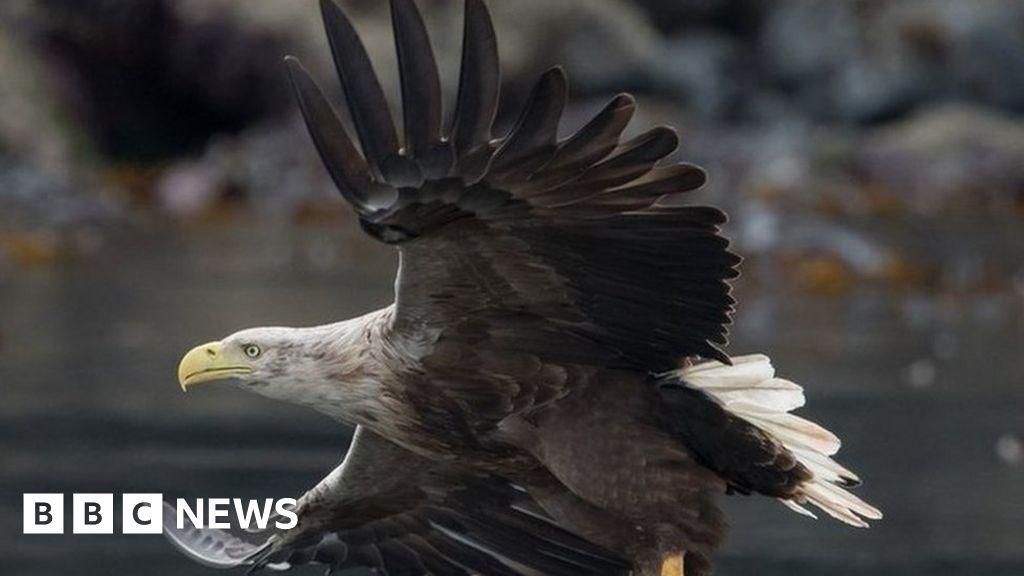 Sea eagle settles with kites in Oxfordshire - BBC News