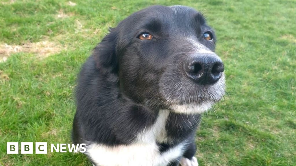 Doune dog had 5cm stick embedded in eye socket - BBC News